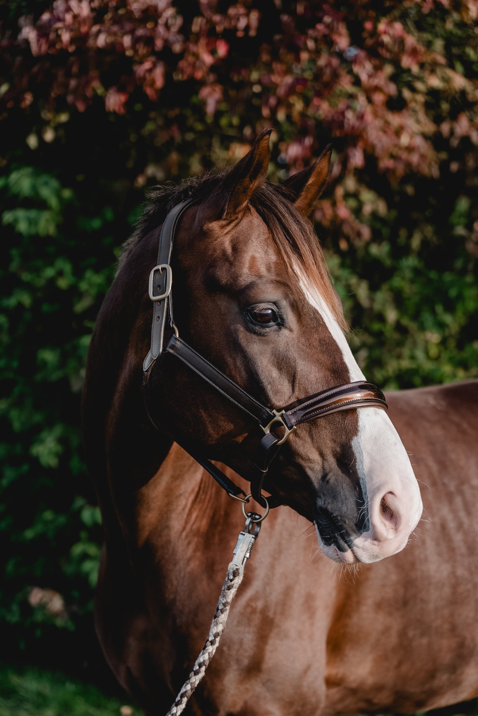 Leather halter TOPCROC – BRISQUE GmbH