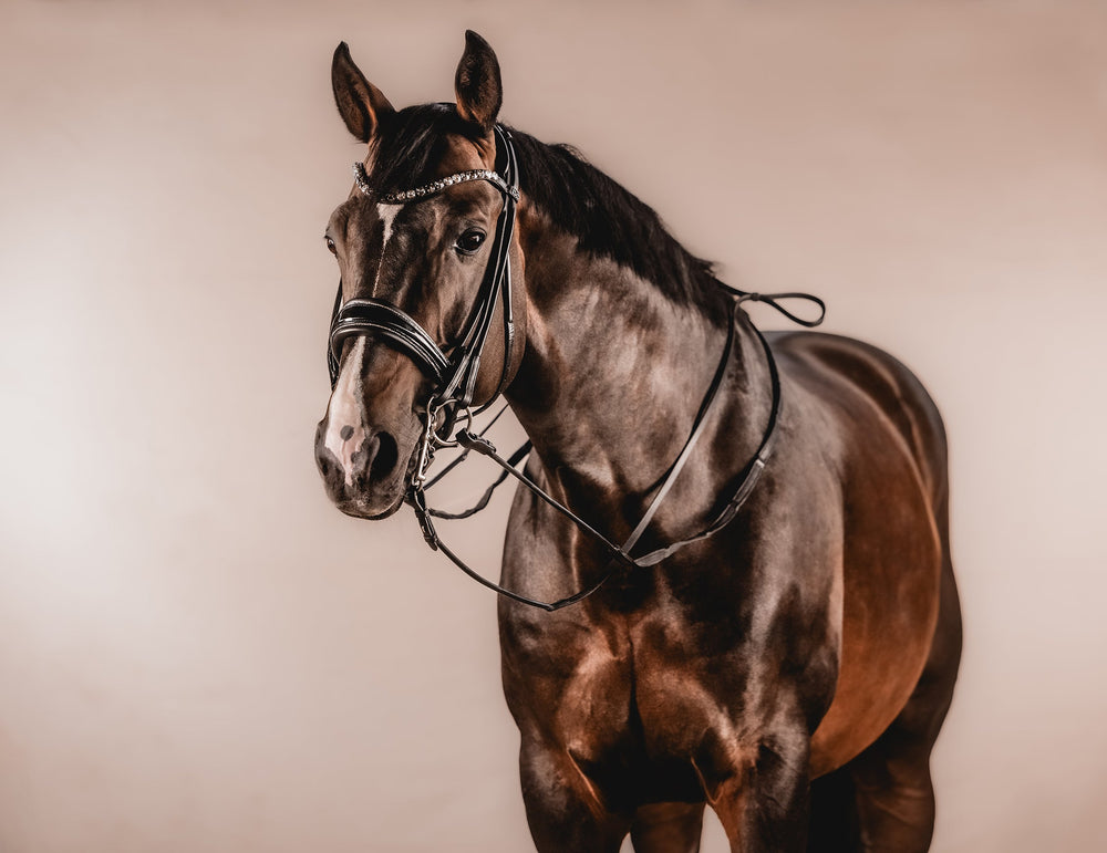 Brisque Bridlewear - Elevating equestrian excellence – BRISQUE GmbH