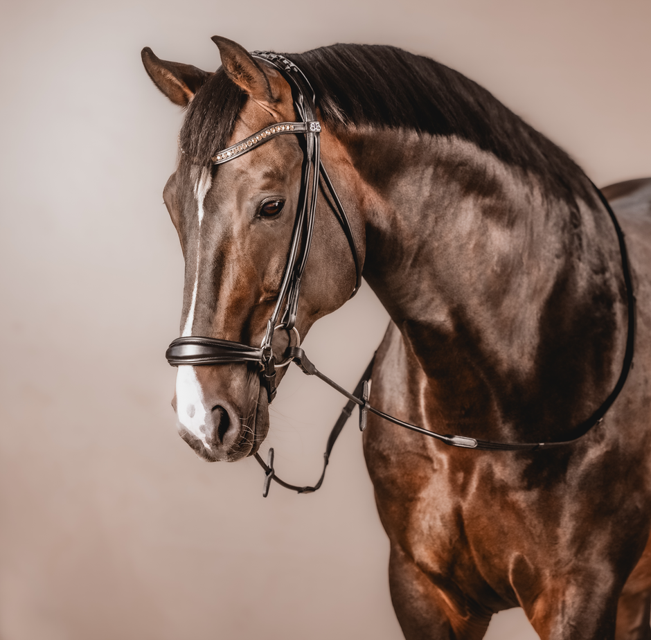 Brisque Bridlewear - Elevating equestrian excellence – BRISQUE GmbH