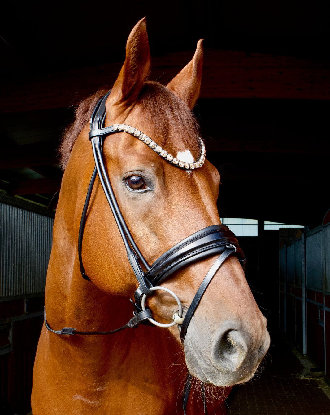 Brisque Bridlewear - Elevating equestrian excellence – BRISQUE GmbH