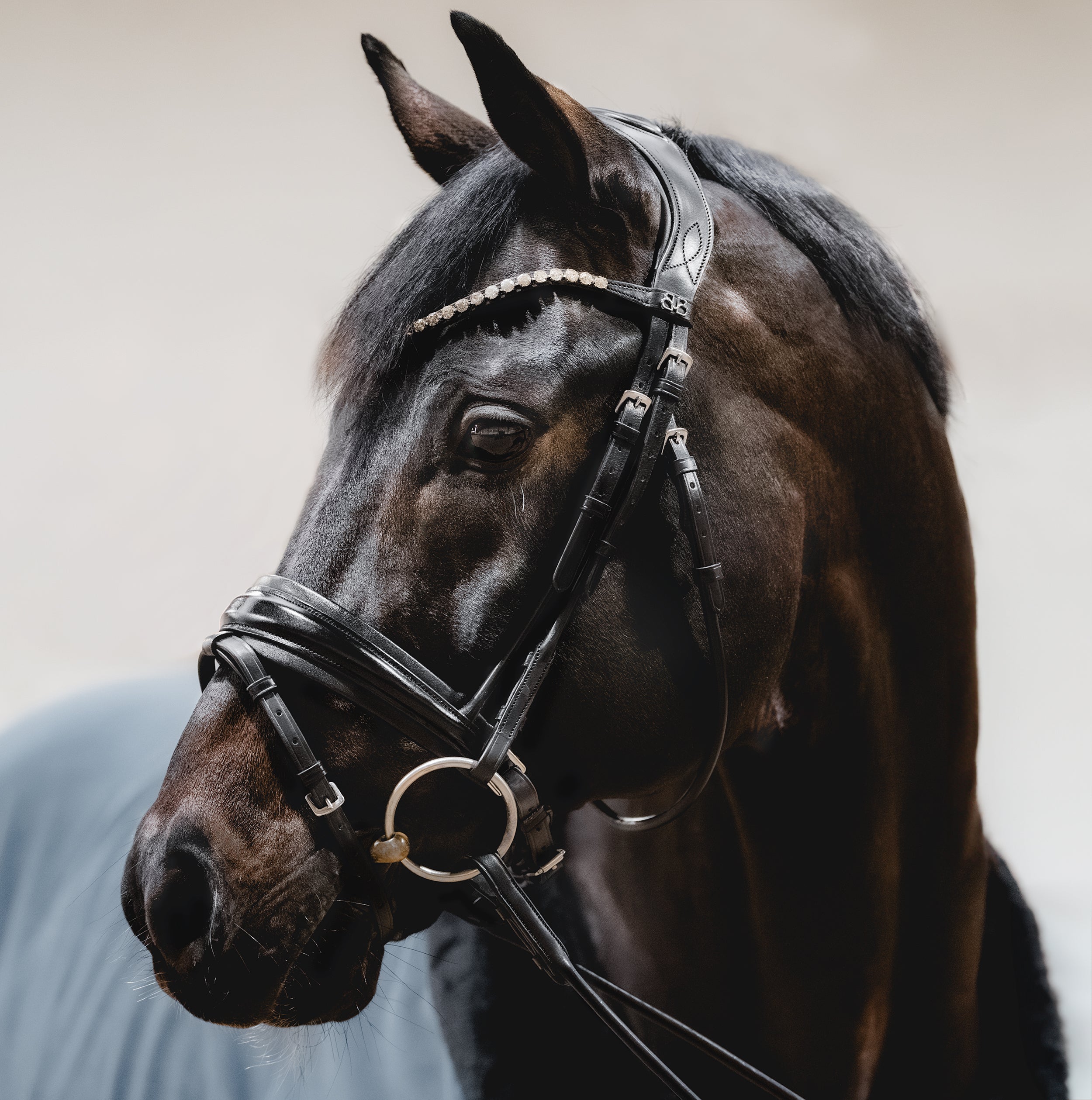 Brisque Bridlewear - Elevating equestrian excellence – BRISQUE GmbH